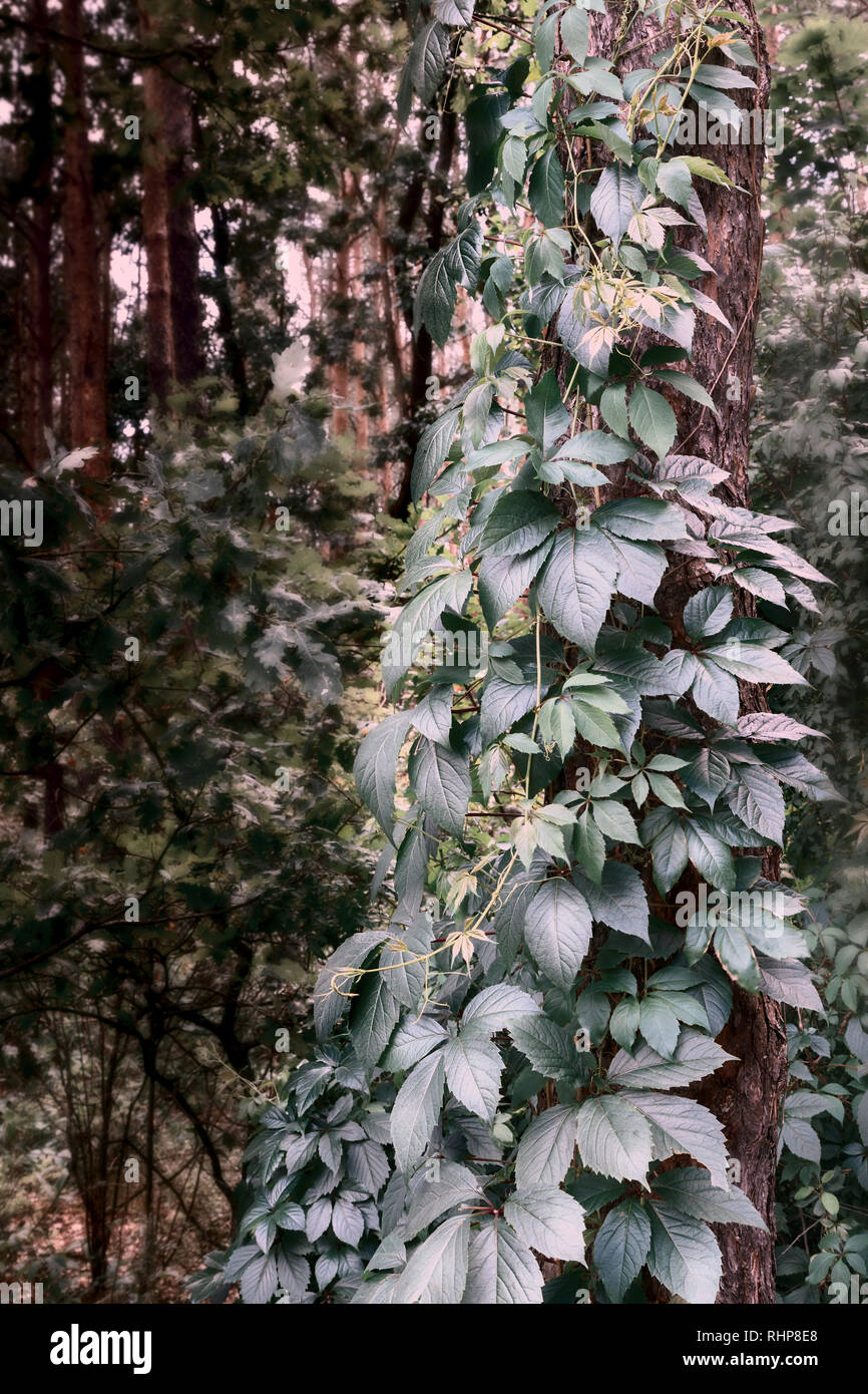 Braided trunk hi-res stock photography and images - Alamy
