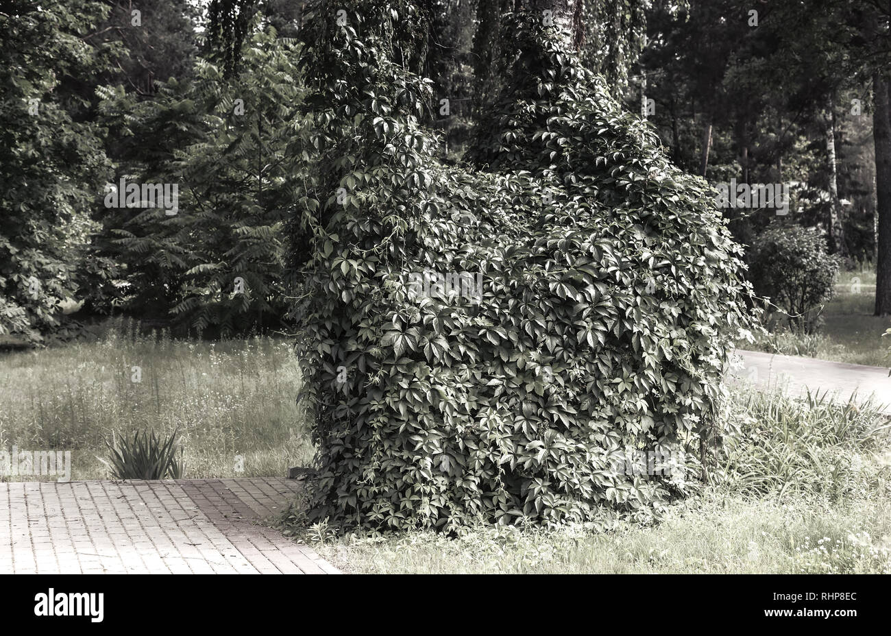 Braided trunk hi-res stock photography and images - Alamy