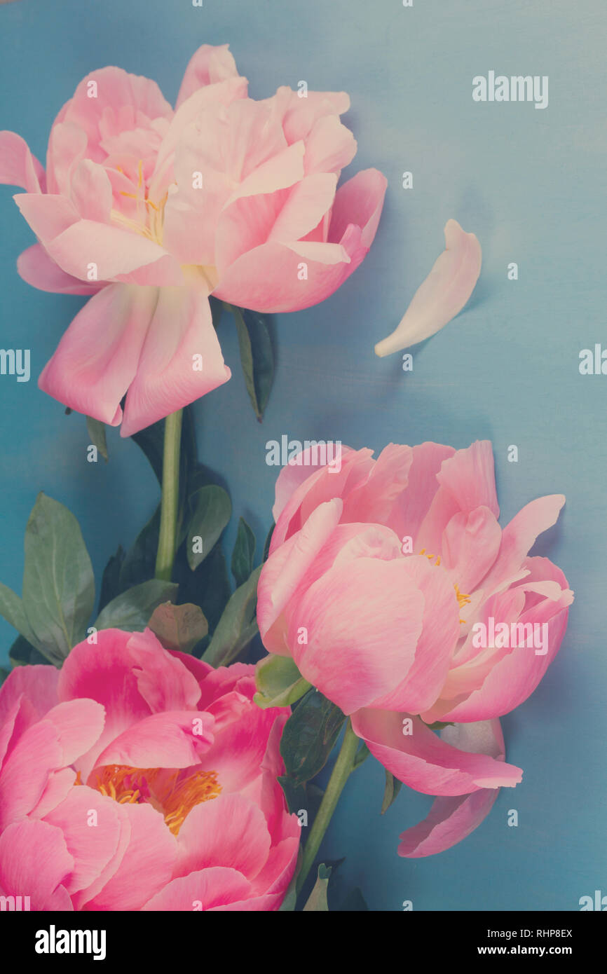 Fresh peonies on blue Stock Photo - Alamy