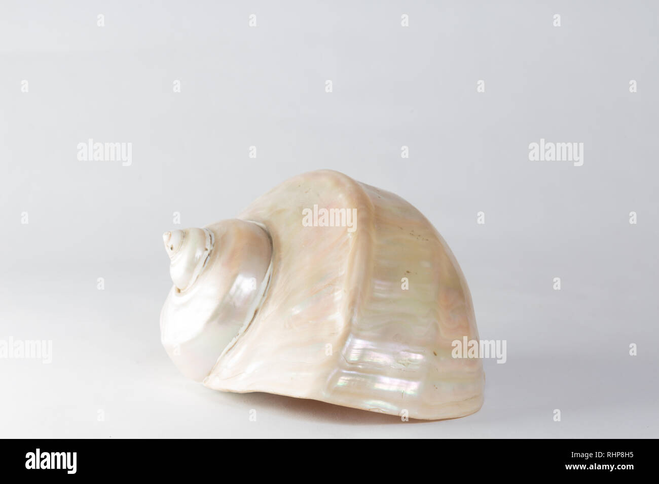 Sea snail shell hi-res stock photography and images - Alamy