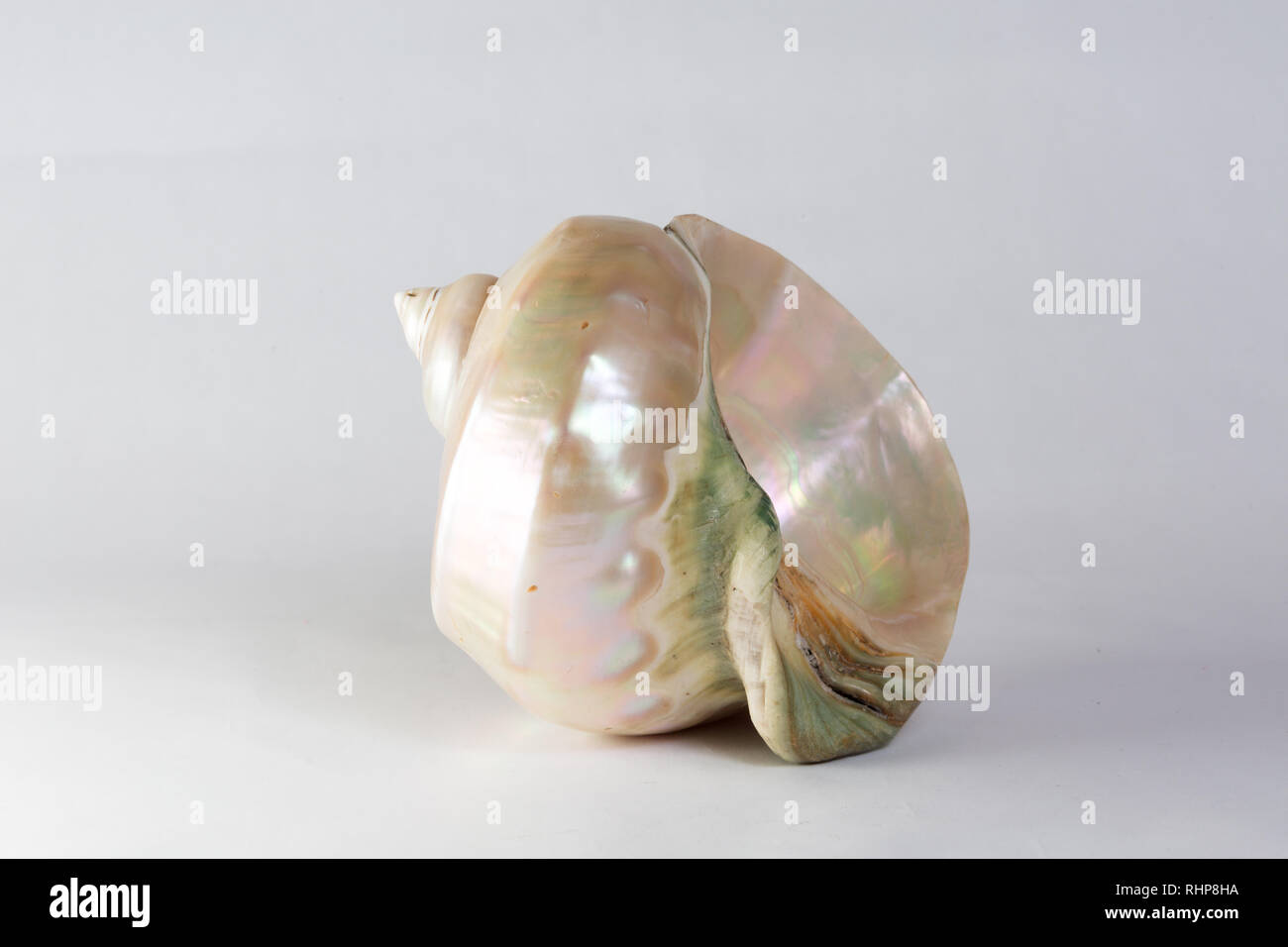 Sea snail shell hi-res stock photography and images - Alamy