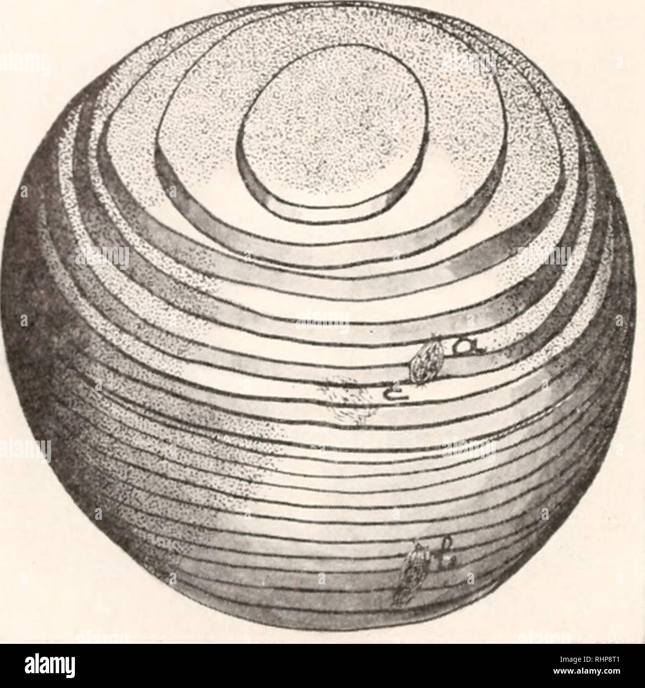 Merogony hi-res stock photography and images - Alamy