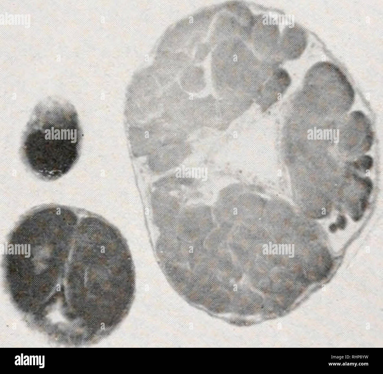 Immature follicle hi-res stock photography and images - Alamy