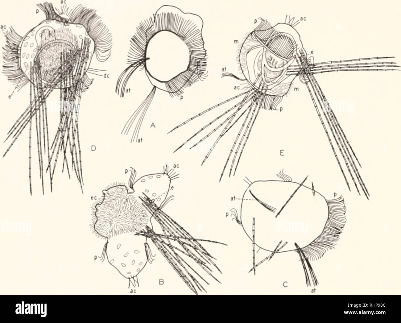 . The Biological bulletin. Biology; Zoology; Biology; Marine Biology ...