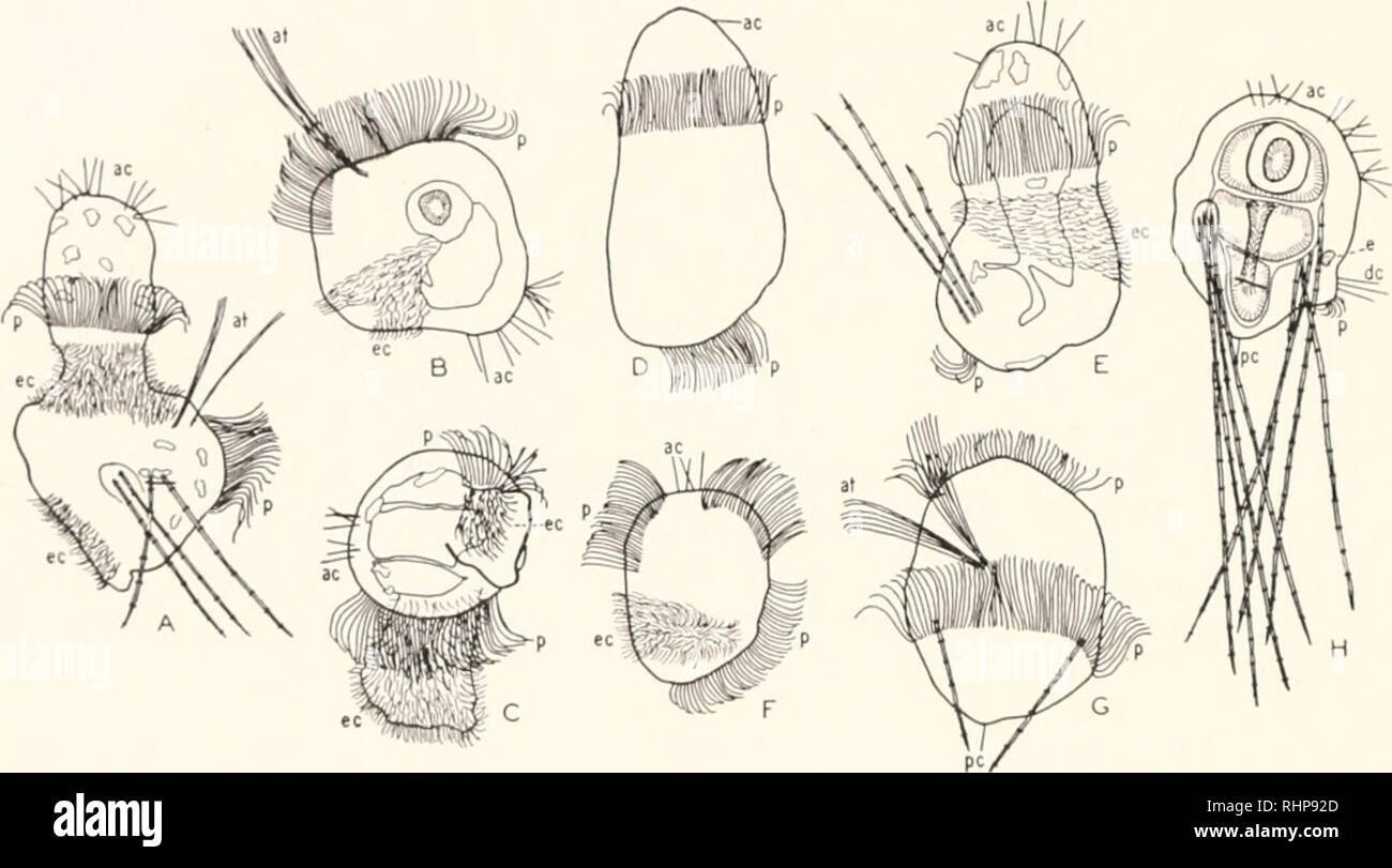 . The Biological bulletin. Biology; Zoology; Biology; Marine Biology ...