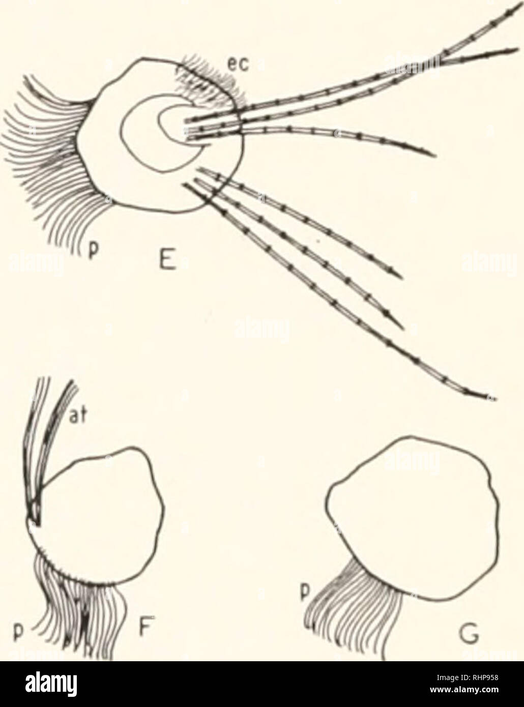 . The Biological bulletin. Biology; Zoology; Biology; Marine Biology ...