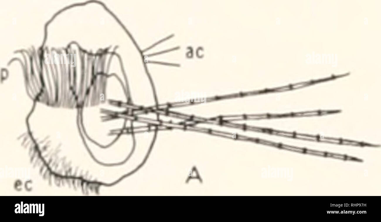 . The Biological bulletin. Biology; Zoology; Biology; Marine Biology ...