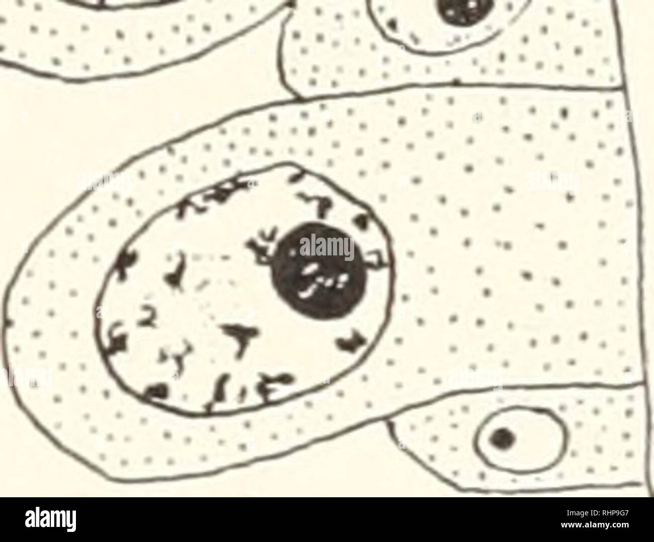 Hermaphroditism hi-res stock photography and images - Alamy