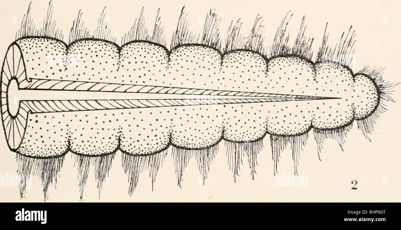 . The Biological bulletin. Biology; Zoology; Biology; Marine Biology. H ...