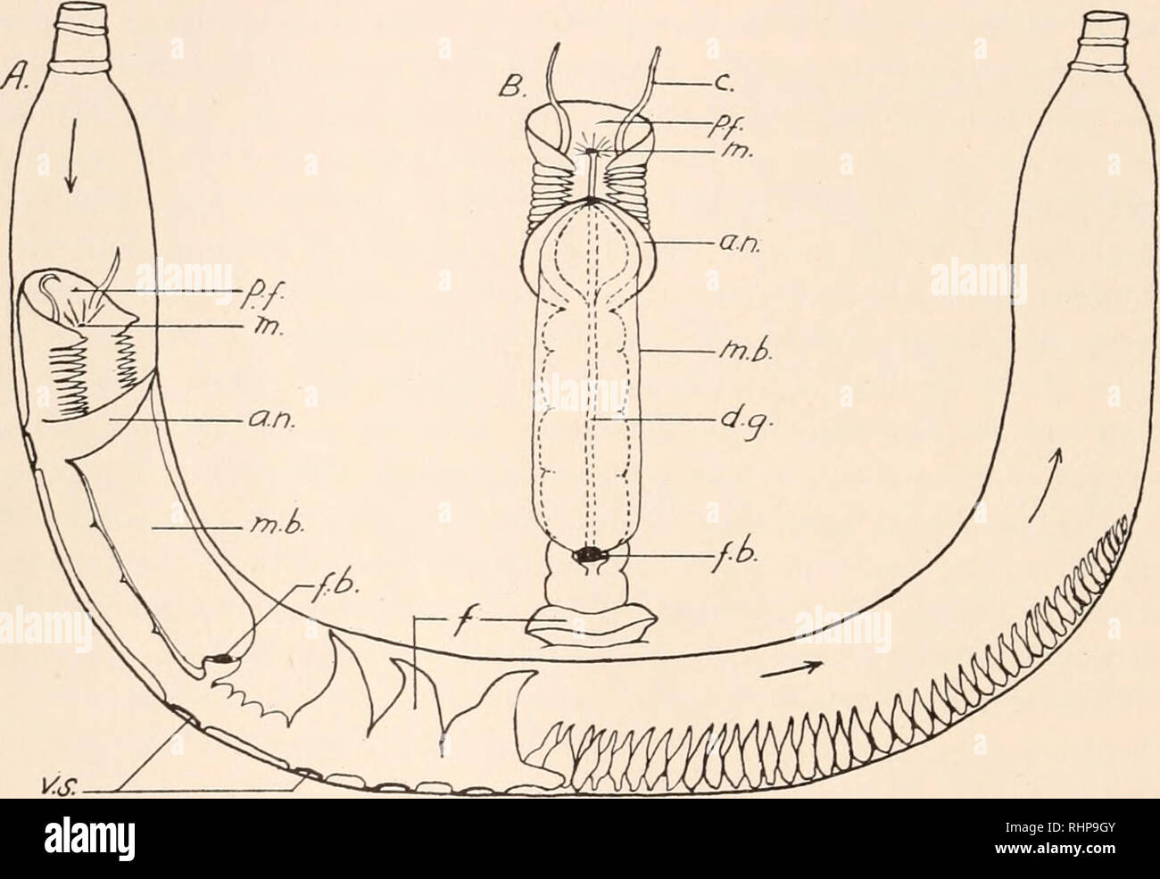 Bag of mucus hi-res stock photography and images - Alamy
