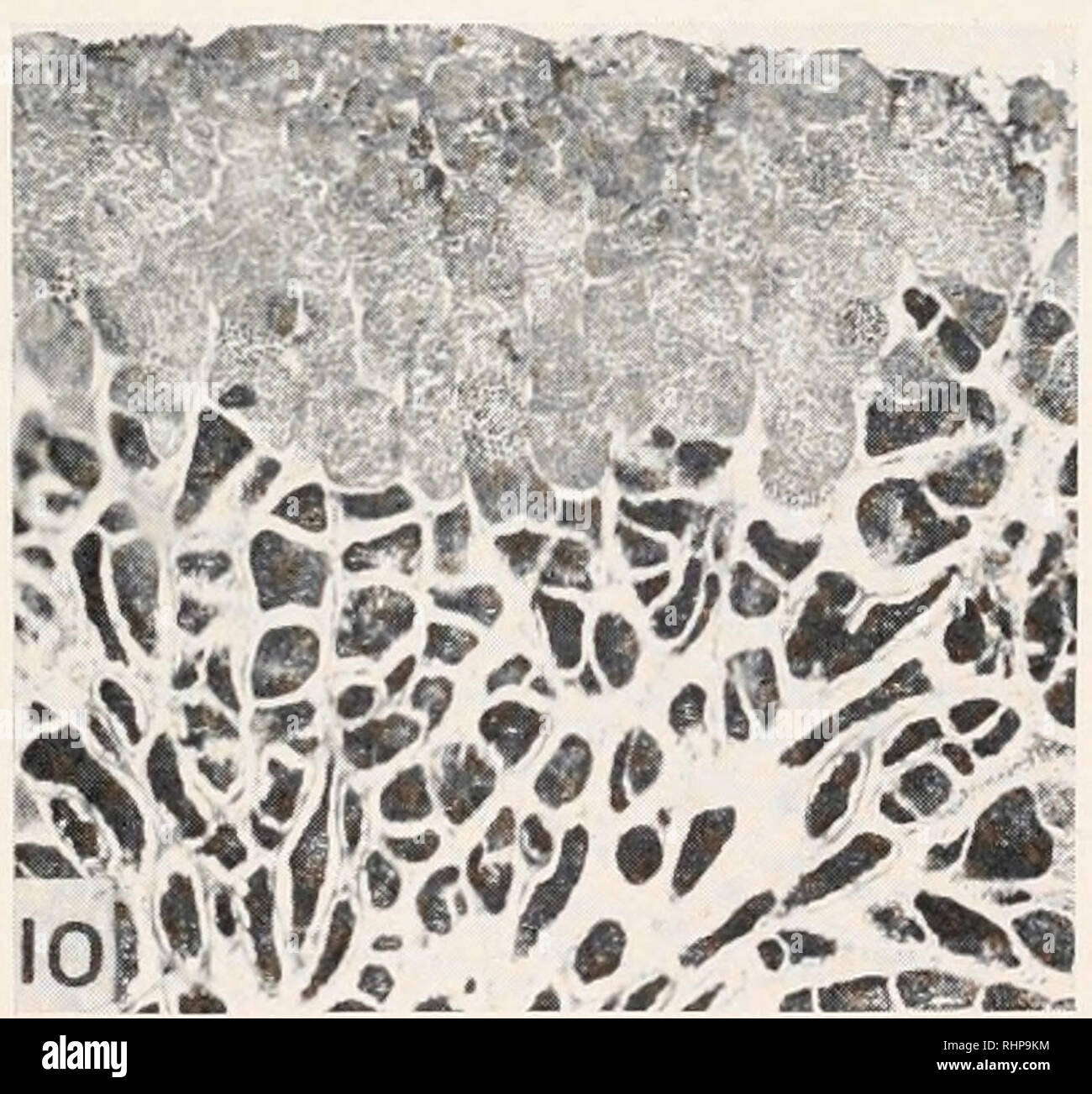 . The Biological bulletin. Biology; Zoology; Biology; Marine Biology ...