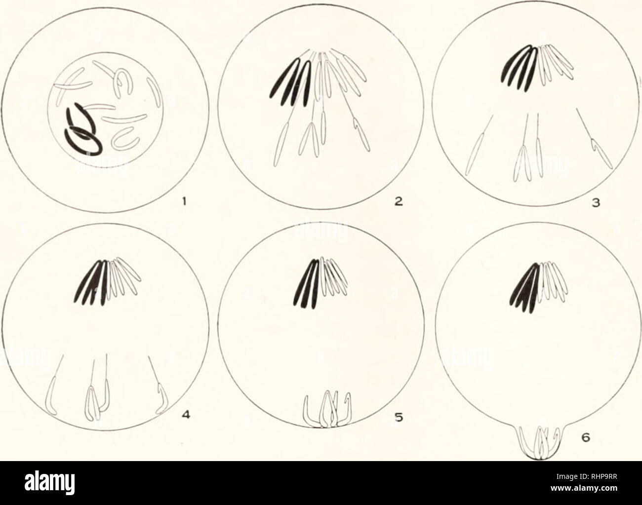 Prophase 1 hi-res stock photography and images - Alamy