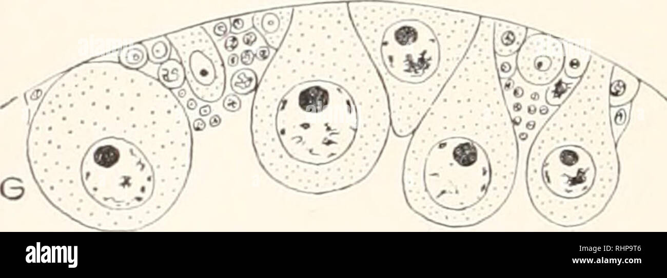 . The Biological bulletin. Biology; Zoology; Biology; Marine Biology ...
