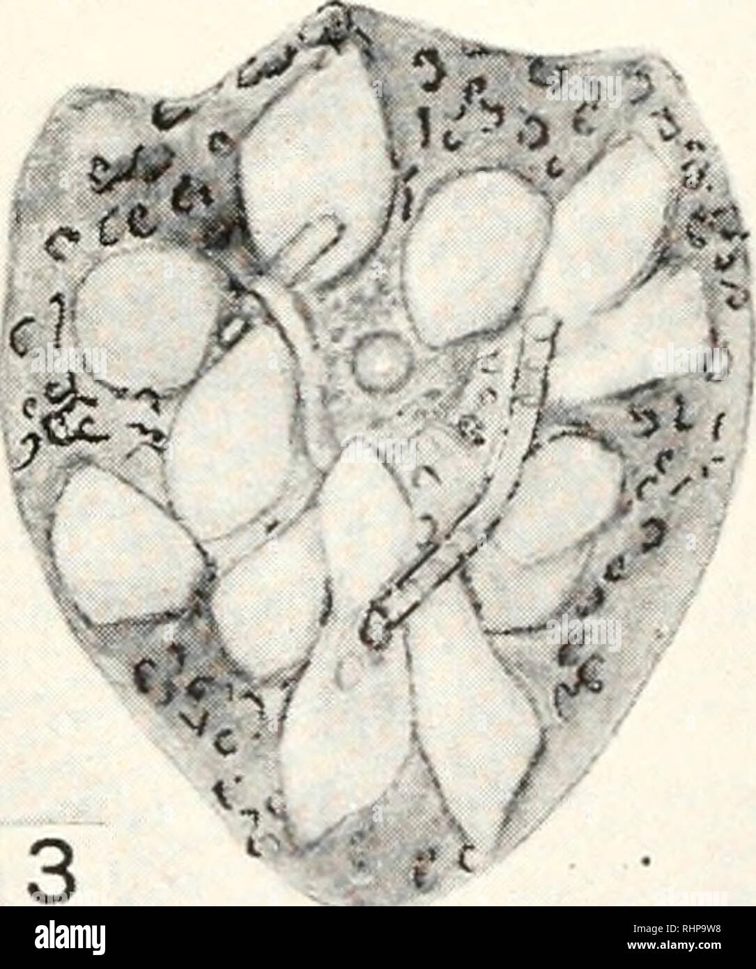 . The Biological bulletin. Biology; Zoology; Biology; Marine Biology ...