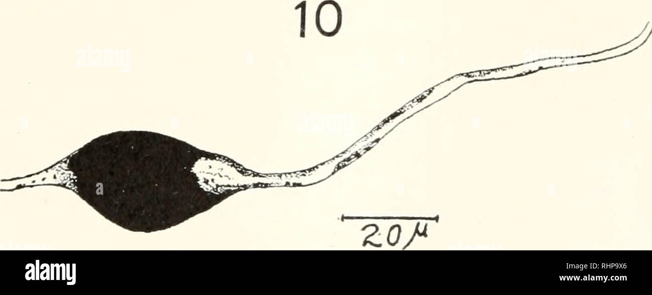 . The Biological bulletin. Biology; Zoology; Biology; Marine Biology ...