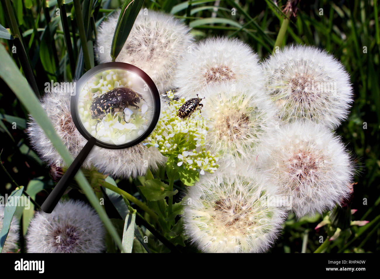 Zoomed insect hi-res stock photography and images - Alamy