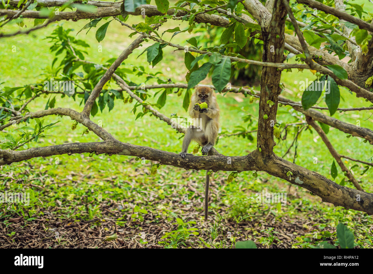 Monkey eating a mango hi-res stock photography and images - Alamy