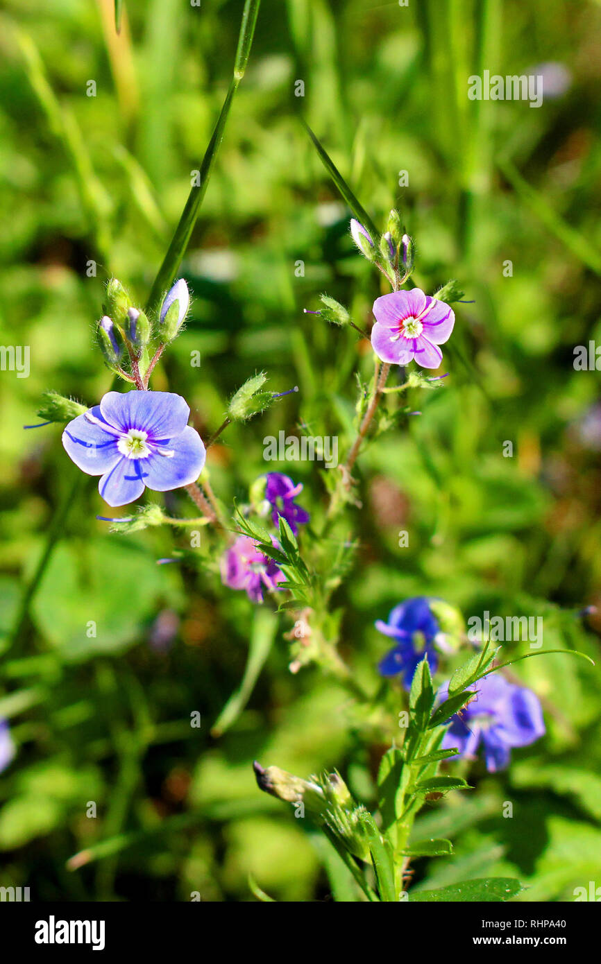 Linum pratense hi-res stock photography and images - Alamy