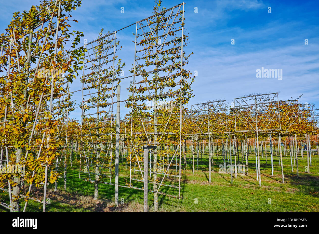 Big espaliered decorative alder trees growing on nursery plantation in ...