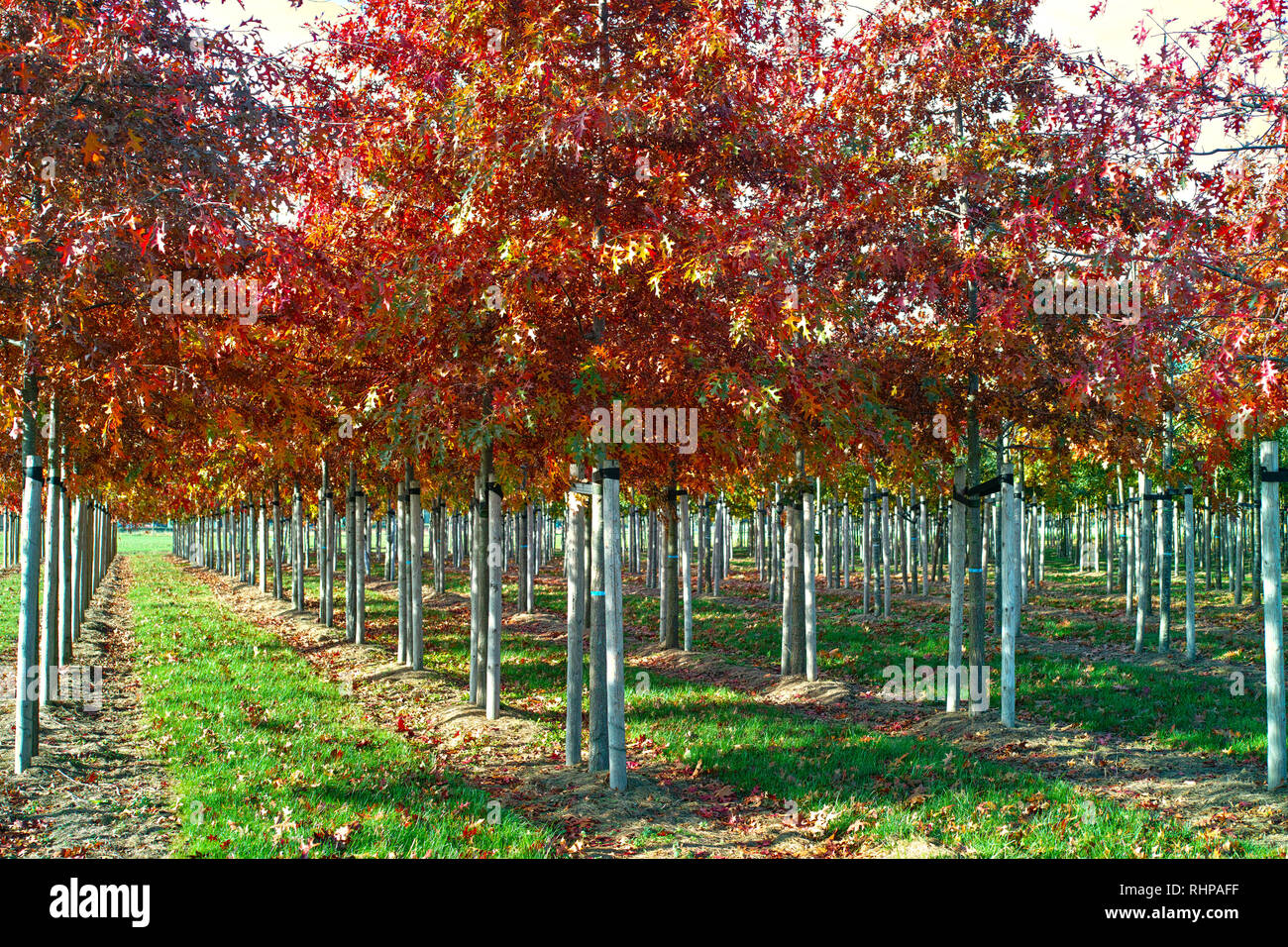 Garden and park tree nurseries specialise in medium to very large sized ...