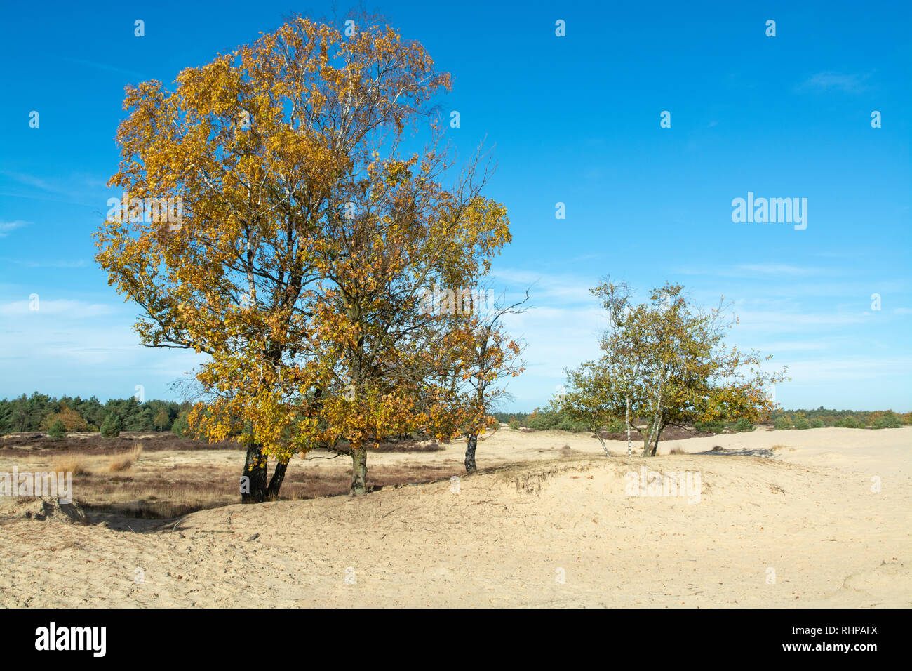 Desert landscape with yellow sand dunes, trees and plants and blue sky ...