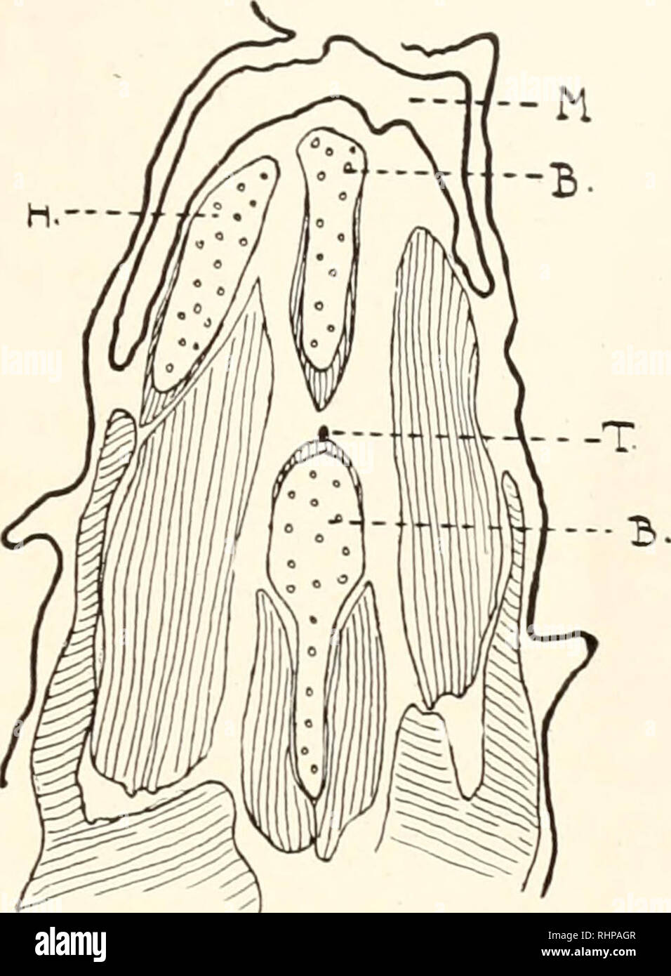 Location of the thyroid hi-res stock photography and images - Alamy