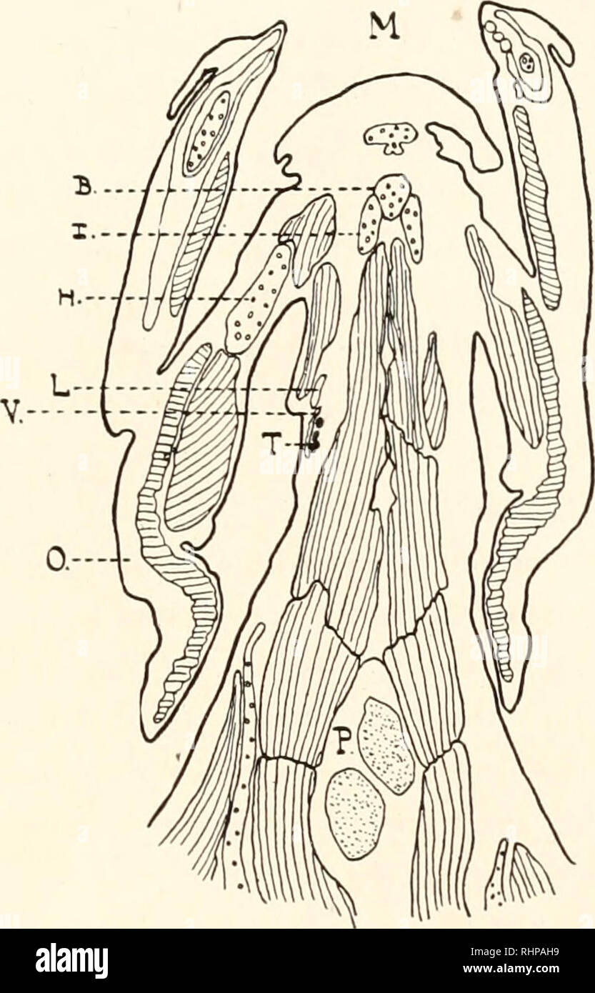 . The Biological bulletin. Biology; Zoology; Biology; Marine Biology ...