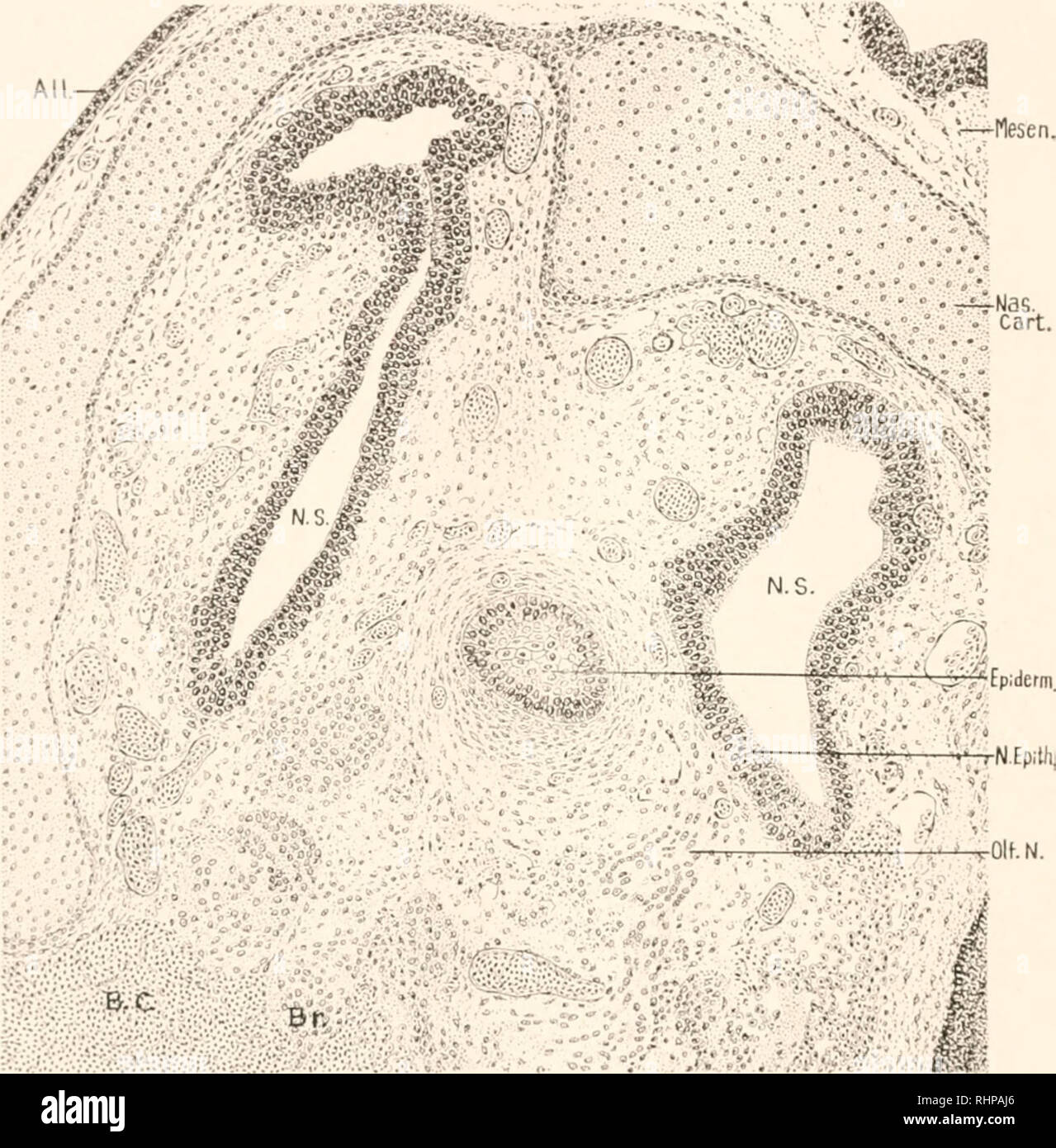 Chick embryo cross section hi-res stock photography and images - Alamy