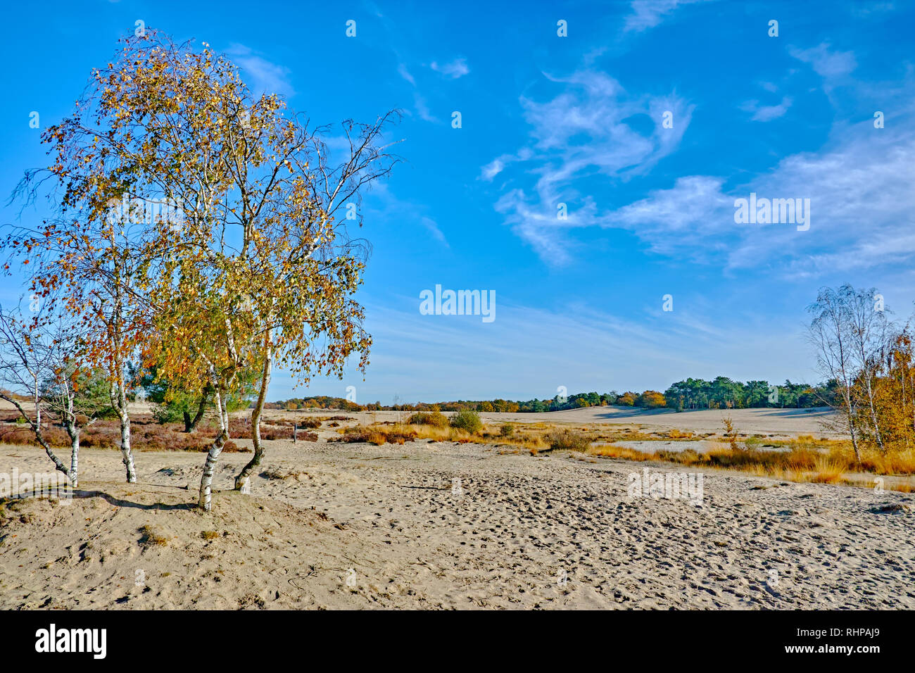 Desert landscape with yellow sand dunes, trees and plants and blue sky ...