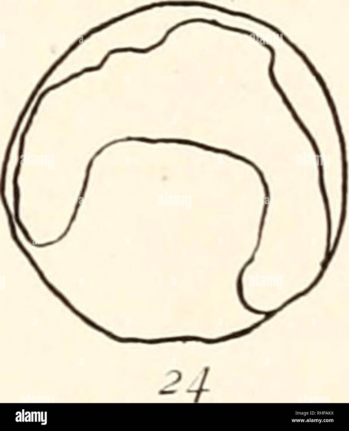 . The Biological bulletin. Biology; Zoology; Biology; Marine Biology ...