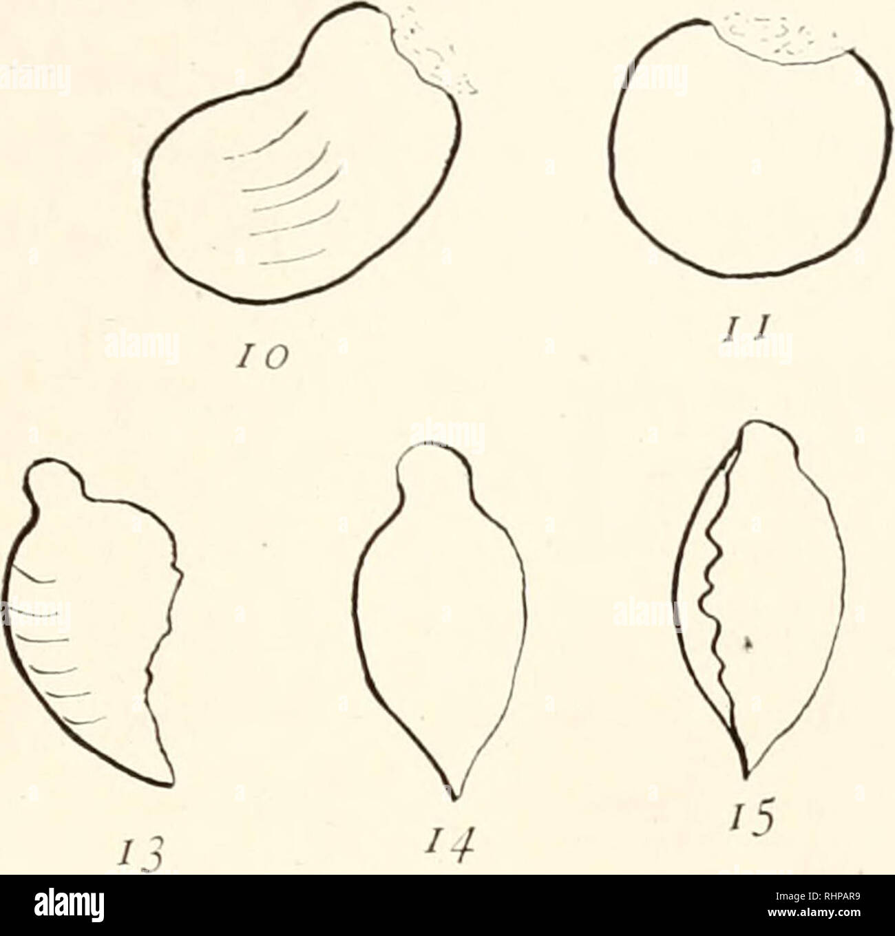 . The Biological bulletin. Biology; Zoology; Biology; Marine Biology ...