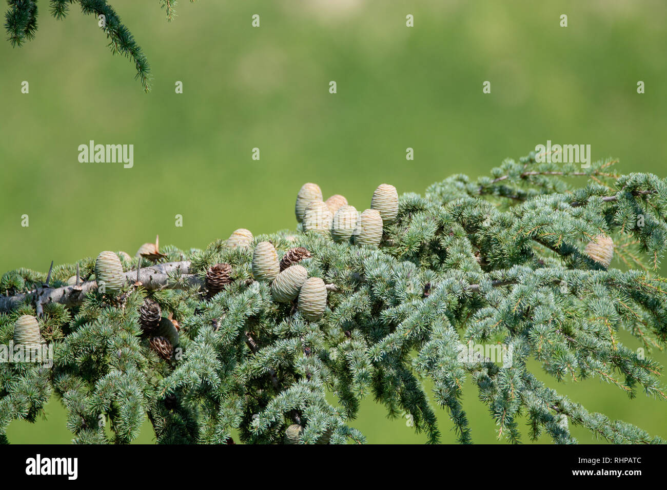 Eastern Himalayas Flora Stock Photos & Eastern Himalayas Flora Stock ...