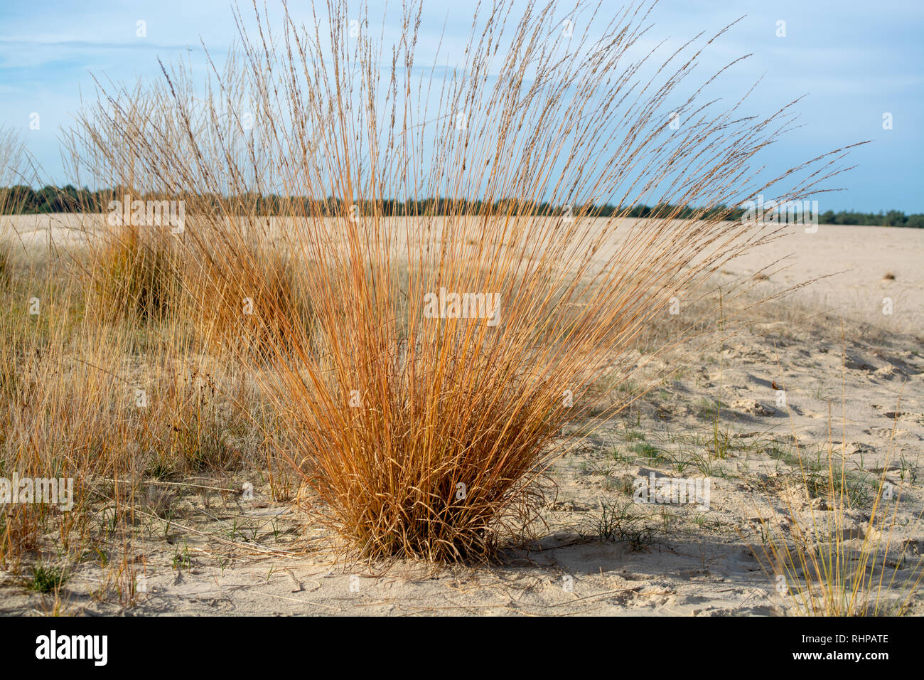 Desert landscape with yellow sand dunes, trees and plants and blue sky ...