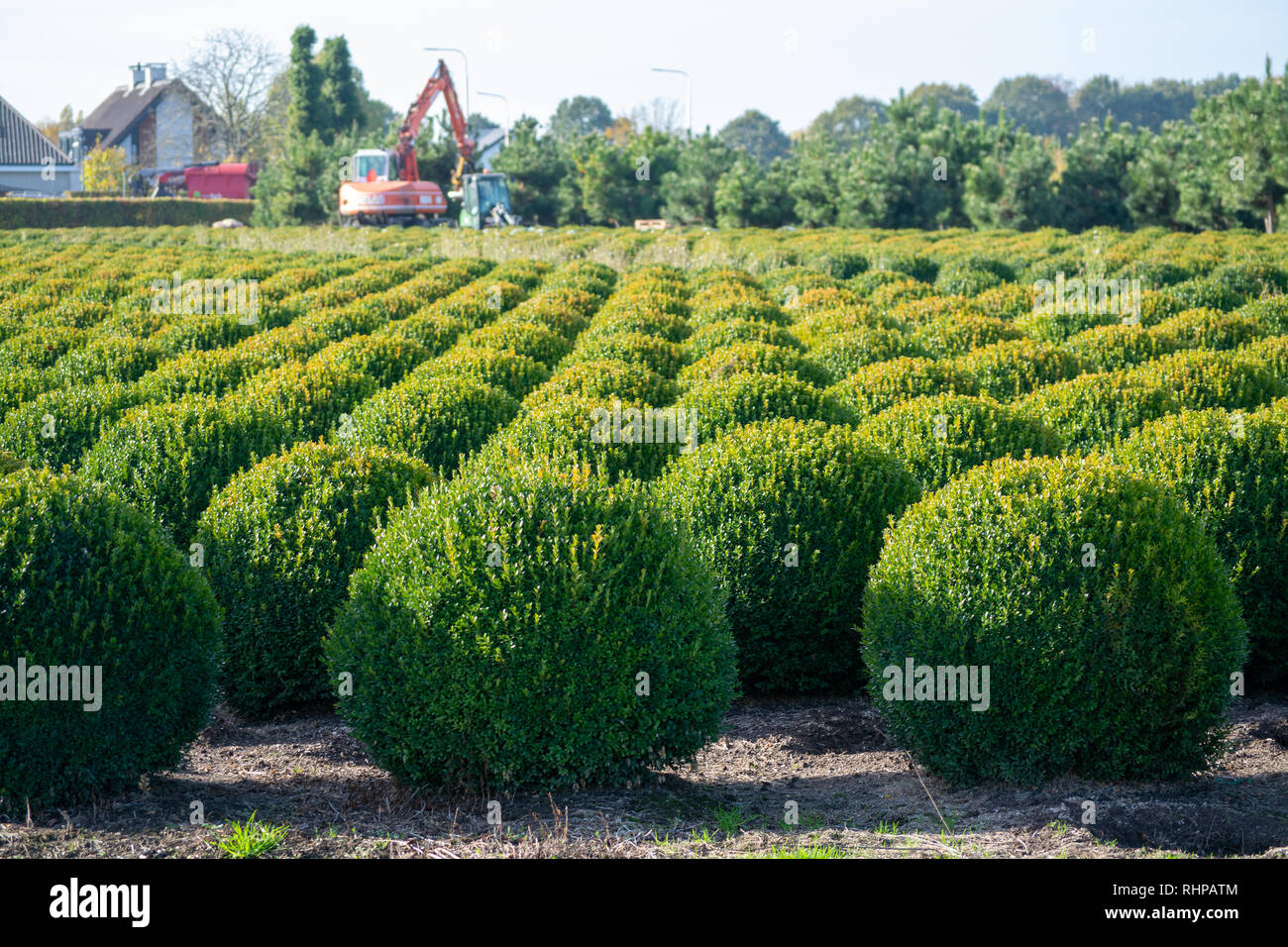 Evergreen buxus or box wood nursery in Netherlands, plantation of ...