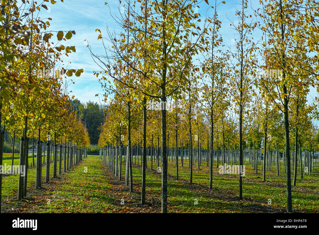 Privat garden, parks tree nursery in Netherlands, specialise in medium ...