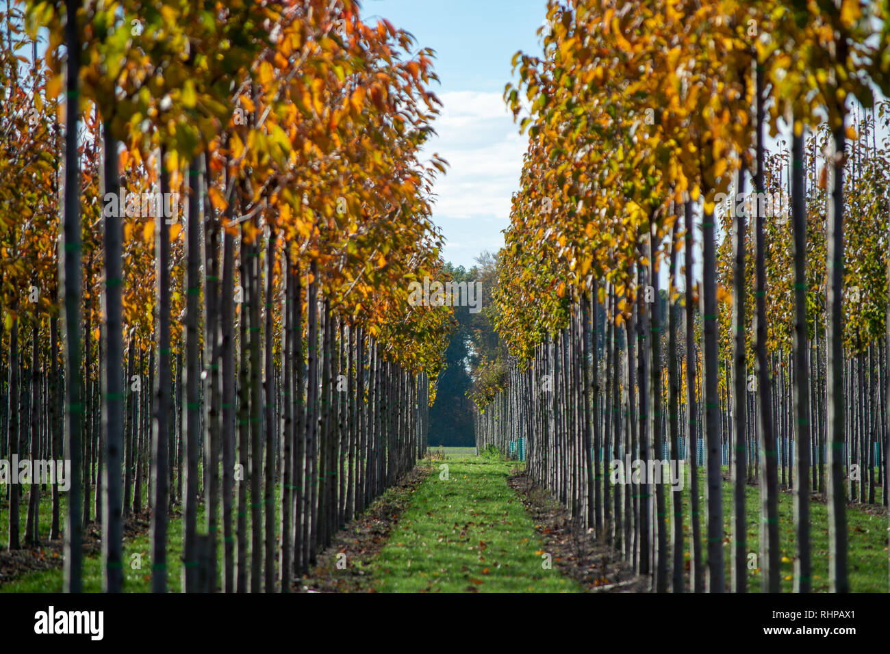 Public and privat garden, parks tree nursery in Netherlands, specialise ...