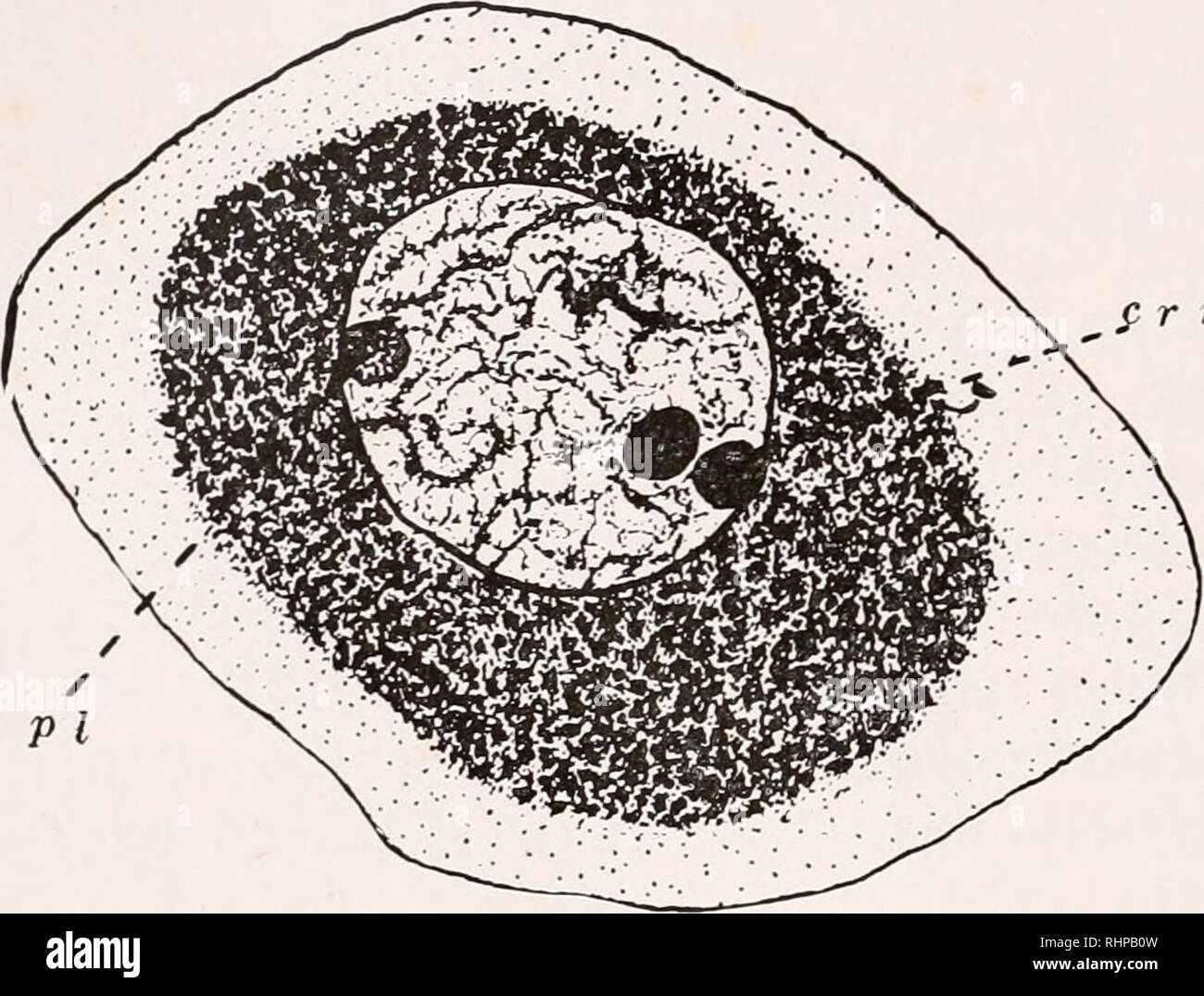 Perinuclear mitochondria hi-res stock photography and images - Alamy