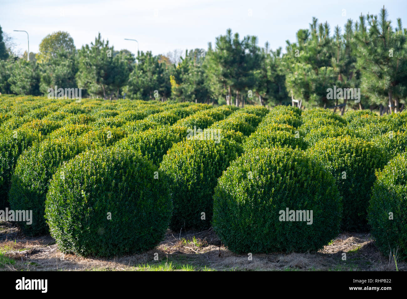 Evergreen buxus or box wood nursery in Netherlands, plantation of ...
