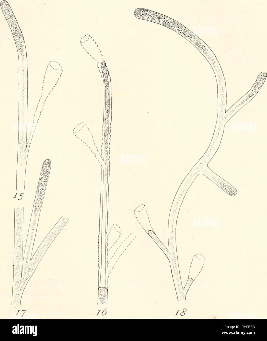 Supports two stems hi-res stock photography and images - Alamy