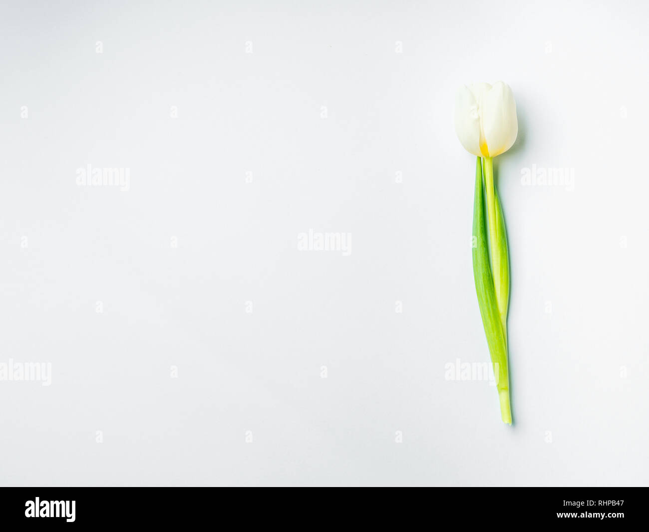 Minimal woman's day greeting card on white with tulip Stock Photo - Alamy