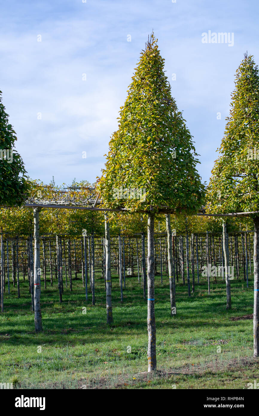 Plantation of high decorative cutted ornamental trees growing in rows ...