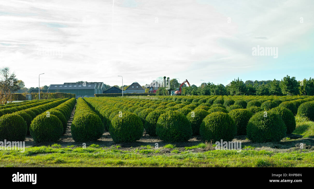 Evergreen buxus or box wood nursery in Netherlands, plantation of ...