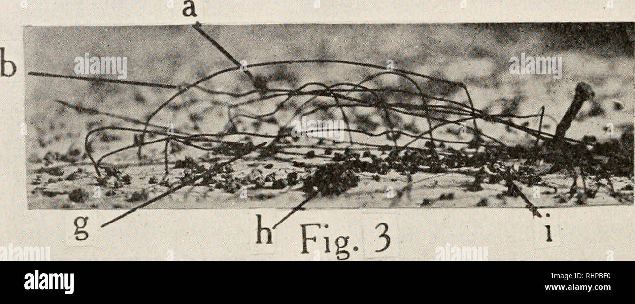 . The Biological bulletin. Biology; Zoology; Biology; Marine Biology ...