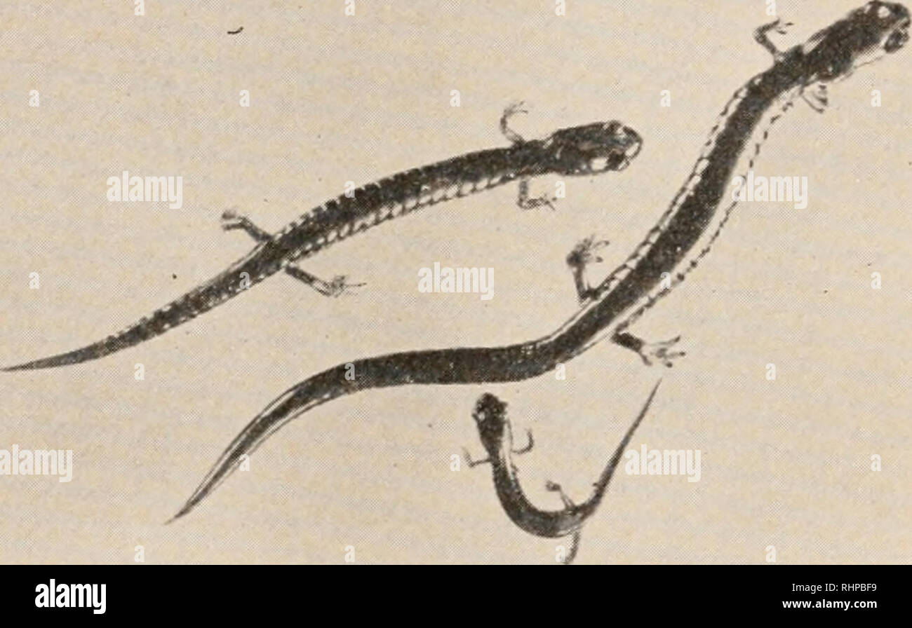 Threetoes hi-res stock photography and images - Alamy