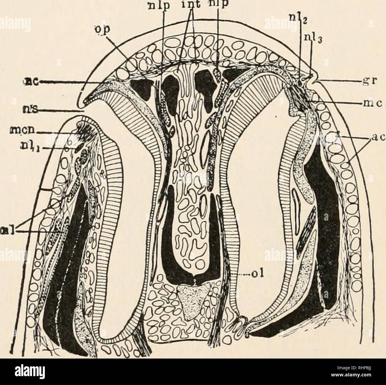 Dilatator hi-res stock photography and images - Alamy