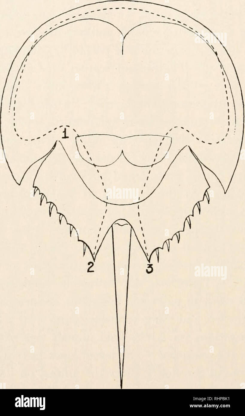 . The Biological bulletin. Biology; Zoology; Biology; Marine Biology ...