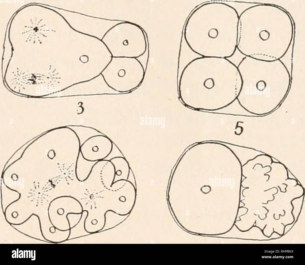 . The Biological bulletin. Biology; Zoology; Biology; Marine Biology. 2 ...