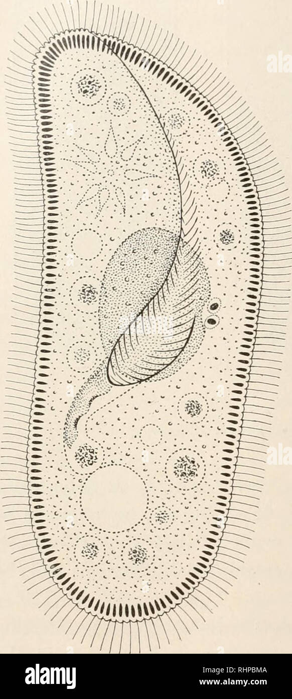 Trichocyst hi-res stock photography and images - Alamy