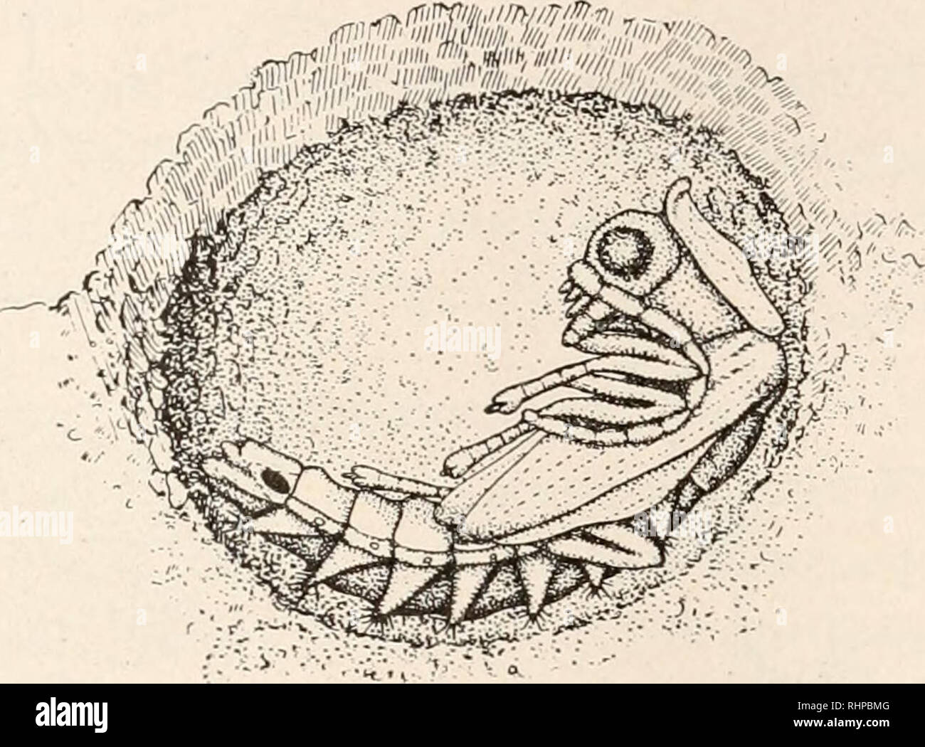 Lampyrid hi-res stock photography and images - Alamy