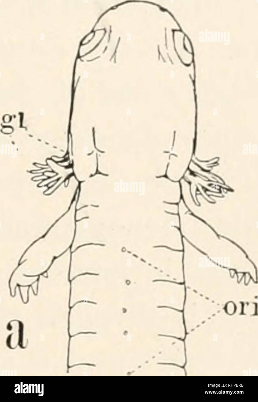 . The Biological bulletin. Biology; Zoology; Biology; Marine Biology ...